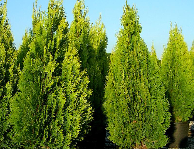 Jual Cemara Kipas| Cemara Kipas Murah| Pohon Cemara | TamanOnline