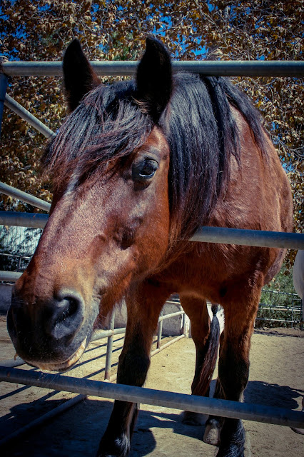 Traverse Photography.Christine Nicole: Stepp Stables, Camp Pendleton CA