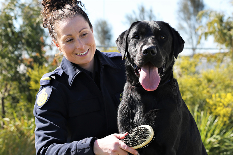 Detector Dog Pups Urgently Need Foster Carers | Australian Dog Lover