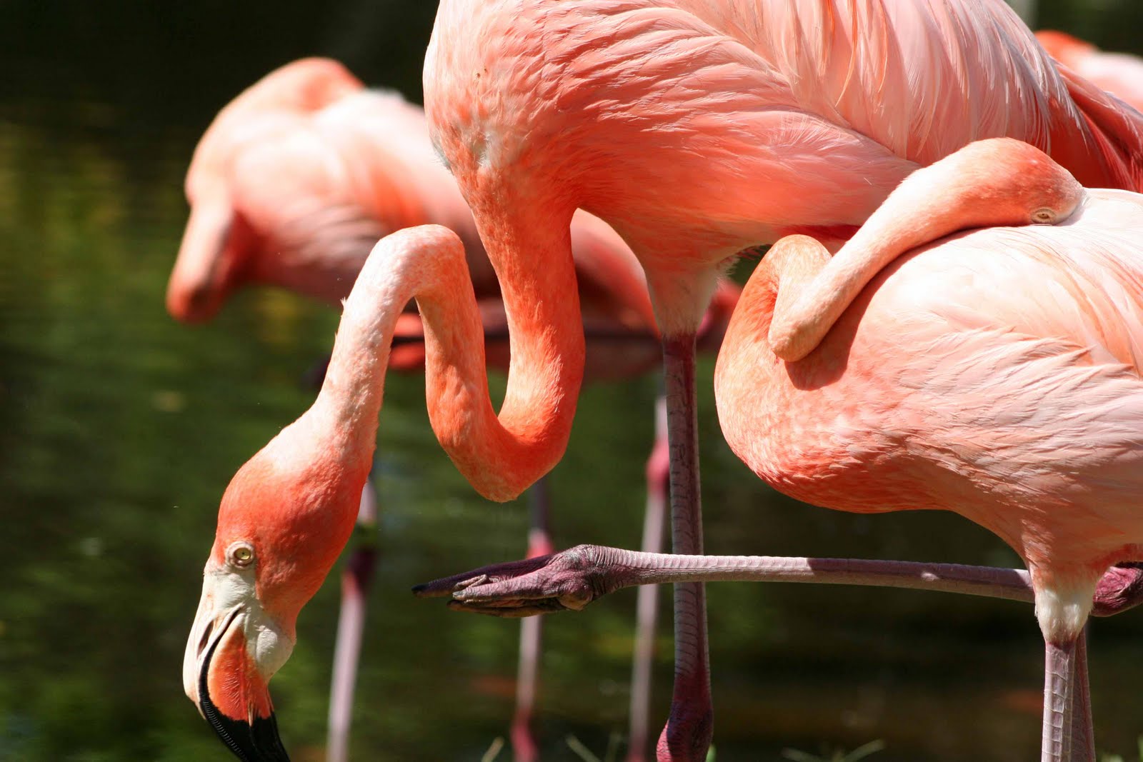 MadSnapper: flamboyance of flamingos