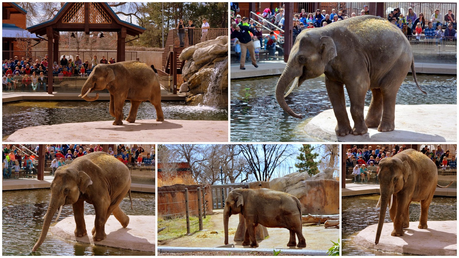 Mille Fiori Favoriti: The Denver Zoo Mille Fiori Favoriti: The Denver Zoo