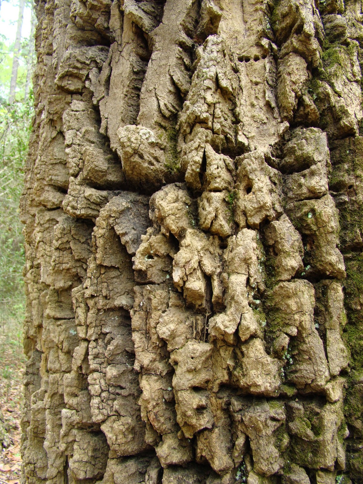 Views from My Highland Cottage: Caroline Dormon's Legacy: A Return to ...