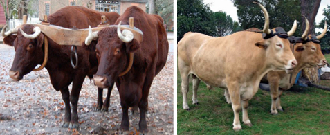 NephiCode: The Question of Oxen in the Land of Promise