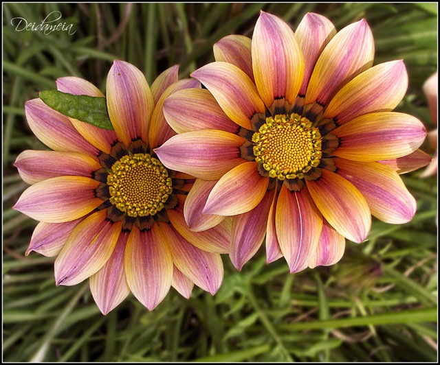 Loads of Luv From...