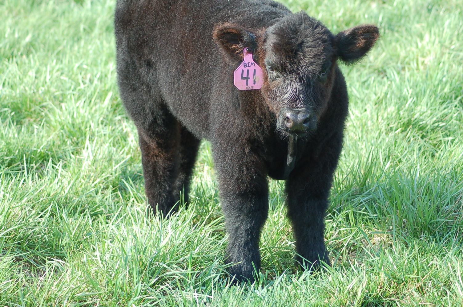 RCC Blog: New Sensation Sweeping the Nation