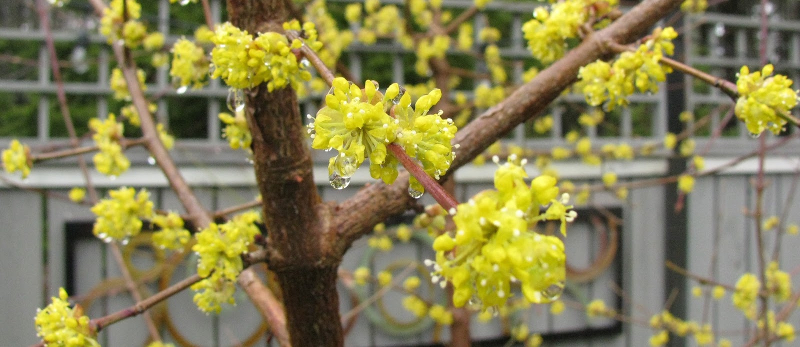 Gardeningbren in Nova Scotia: Blue Spring and Vultures