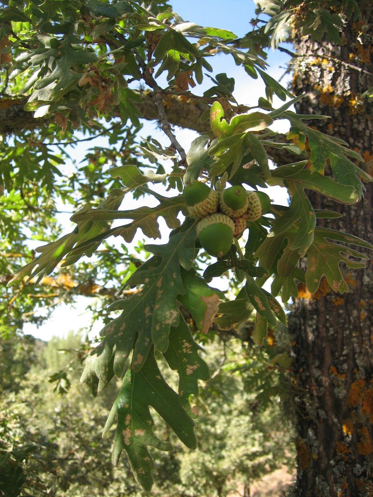 PLANTAR CIENTOS DE ARBOLES: QUERCUS PYRENAICA Roble Melojo