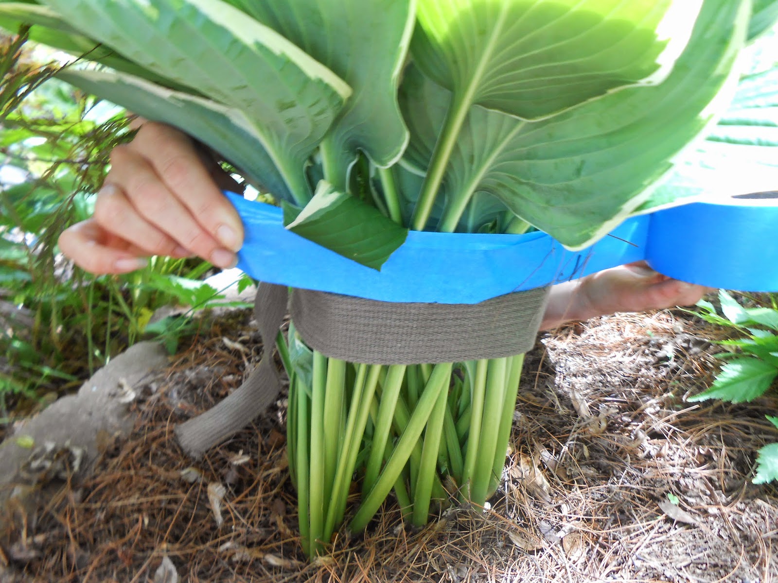 Sproutsandstuff: Moving a Leafed Out Hosta with the Help of a Belt and ...