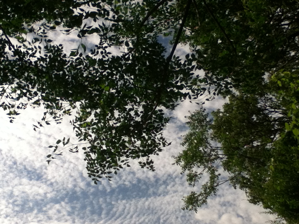 Photography Project: Bugs Eye View Examples