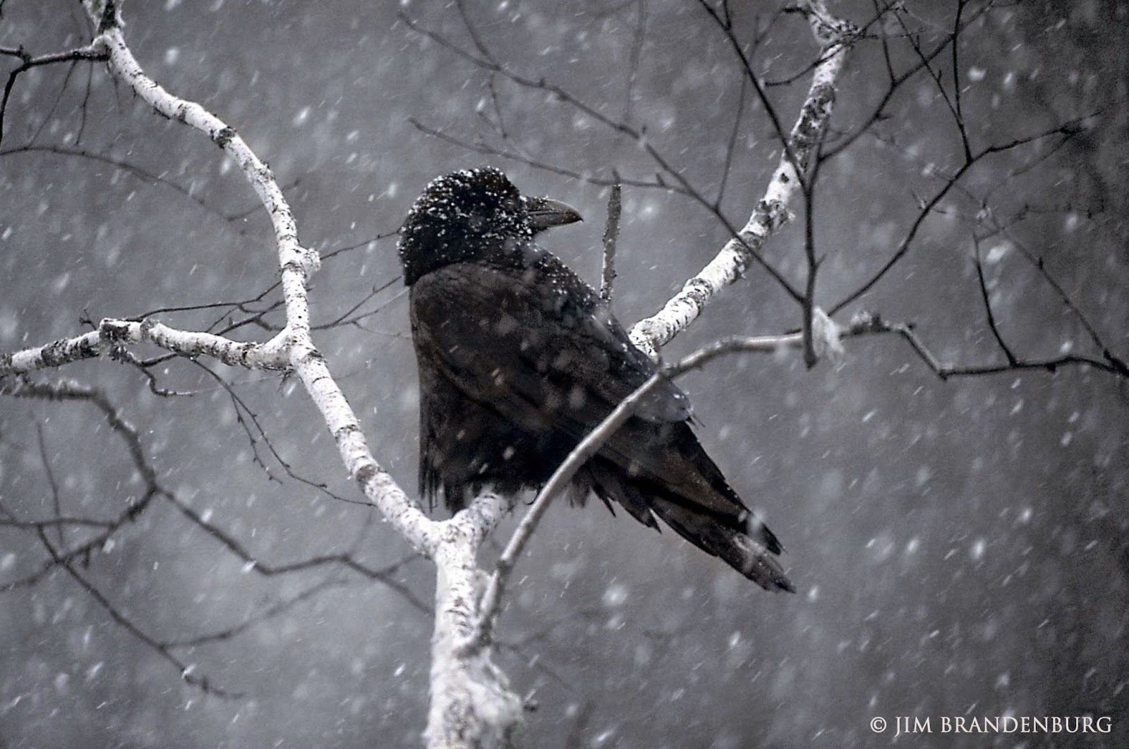 Jim Brandenburg: Pic of the Week (November 17, 2014): BW121 Raven in Birch
