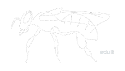 SERBUK SARI LEBAH - 蜂花粉 - Fēng huāfěn - Bee Pollen: LEBAH 6 - Siklus ...