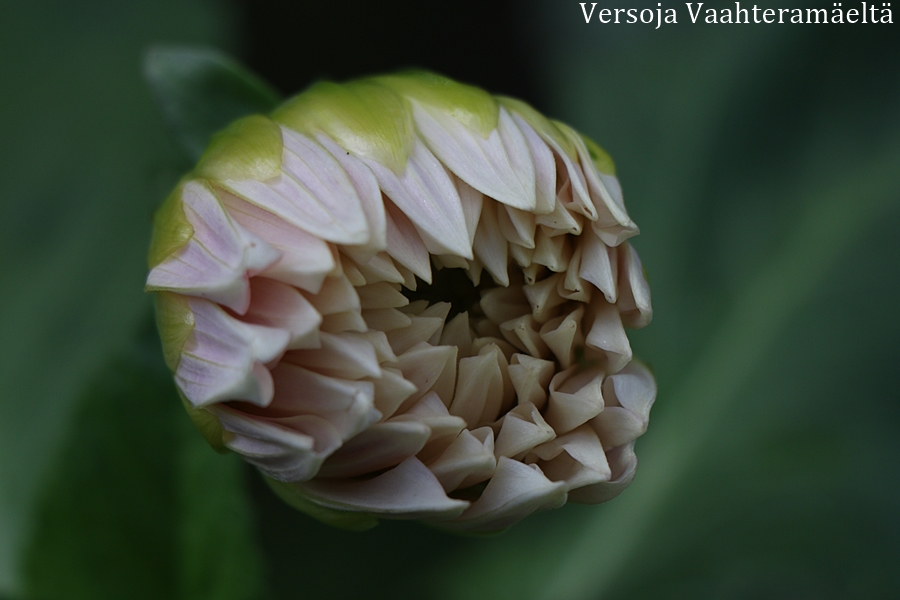 Versoja Vaahteramäeltä : Daalia-rakkautta