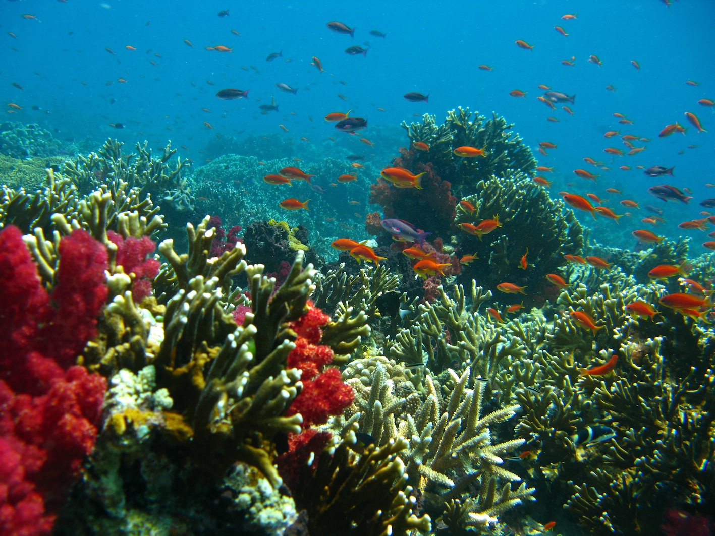 Faraway: Rainbow Reef Diving