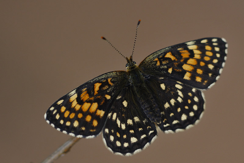 Limousin Photos Nature - Papillons et Chenilles: Melitaea diamina (La ...