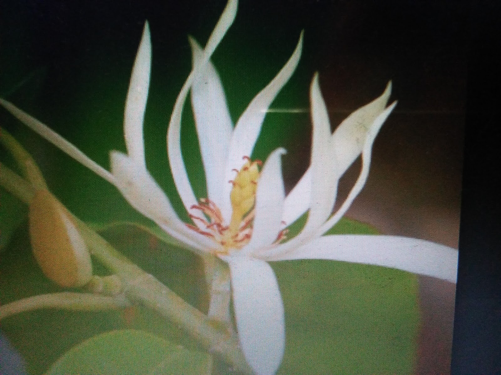 Fuziah Sulaiman blog: Jom kenali Flora BUNGA CEMPAKA di Laman ...