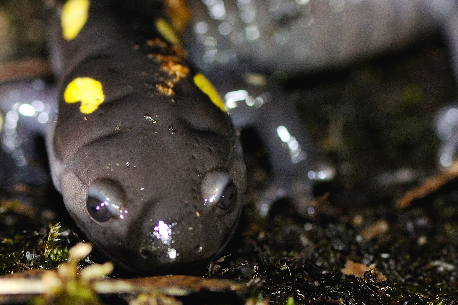 The Salamander Blog: The Adult Salamanders During Migration