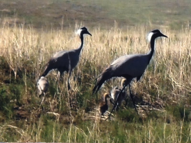 zairan.blogspot.com: Үйл явдал, сонирхолтой баримтууд