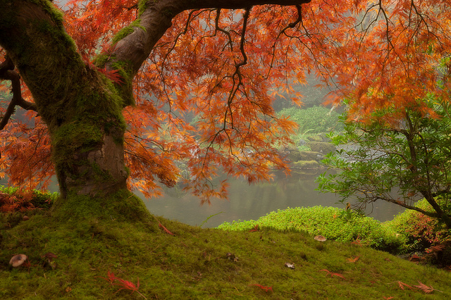 PlantZee: Information on Japanese Maple