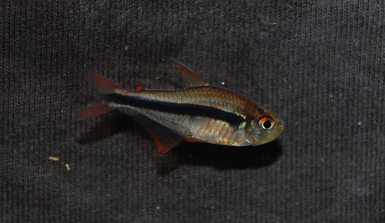 PIER AQUATICS NEW ARRIVALS: Hyphessobrycon nigricinctus