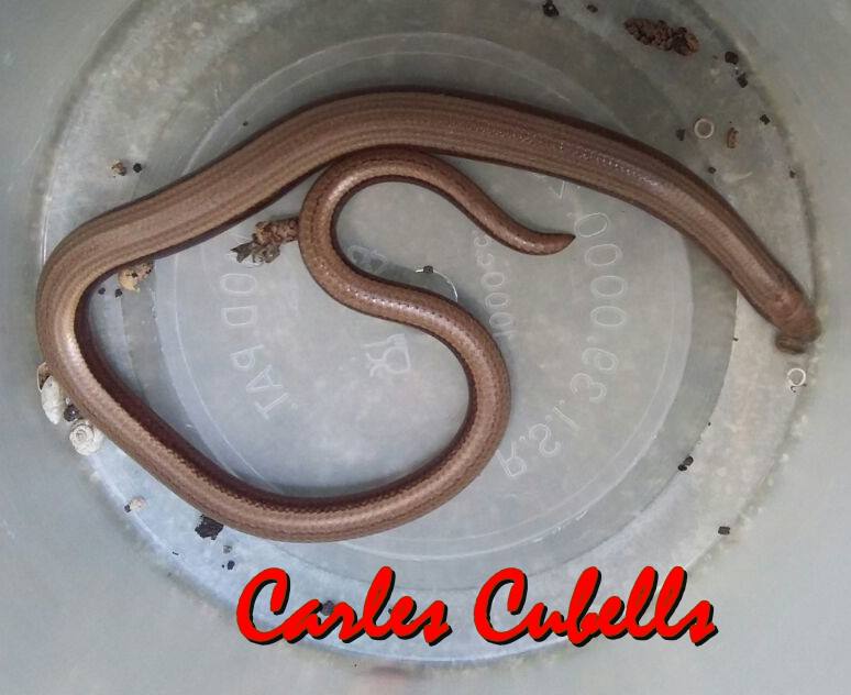 Blog naturaportdelaselva y Cap de Creus P.N.: Lución/enánago/culebrilla ...