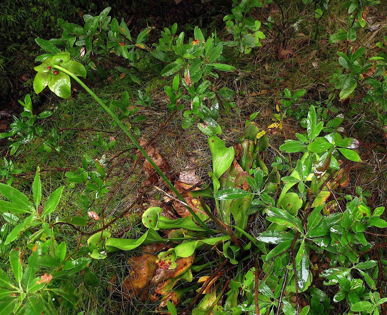 Saratoga woods and waterways: A Very Wet Wetland
