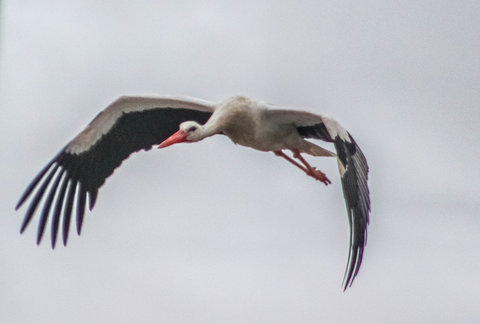 Cannundrums: White Stork - Morocco