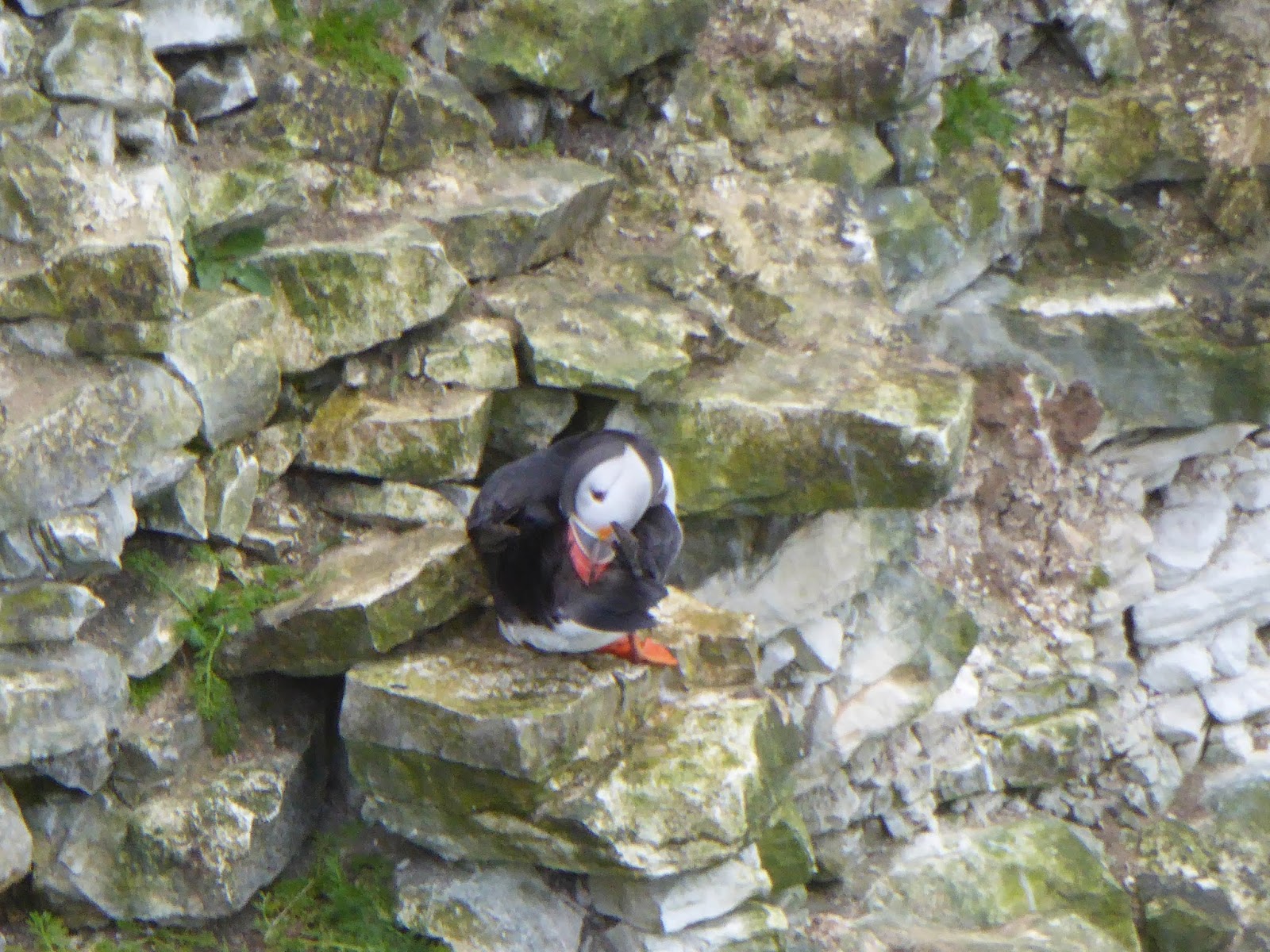 Wild and Wonderful: Puffins from RSPB Bempton Cliffs, Yorkshire