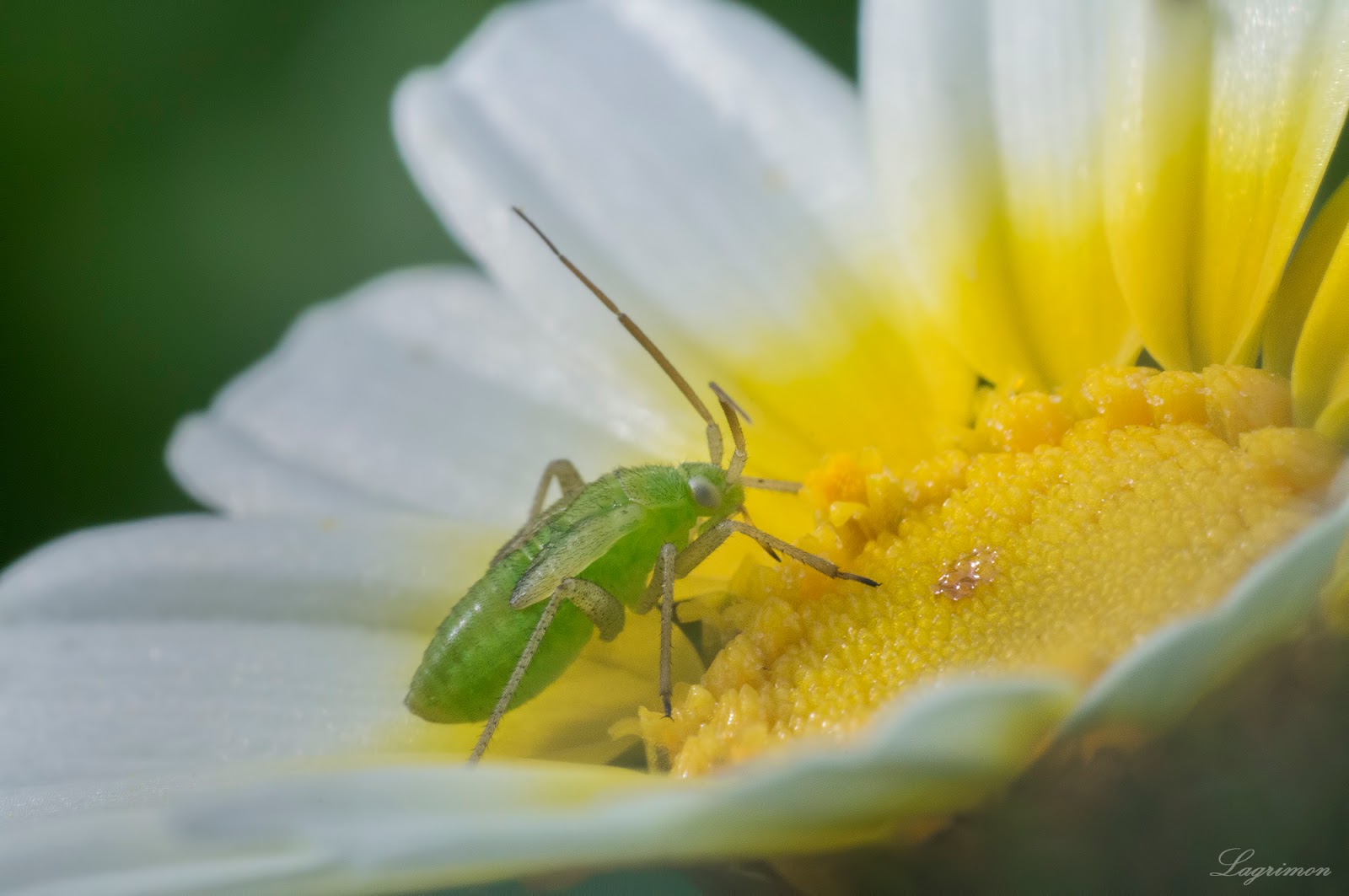 MACREANDO: Miridae sp. II