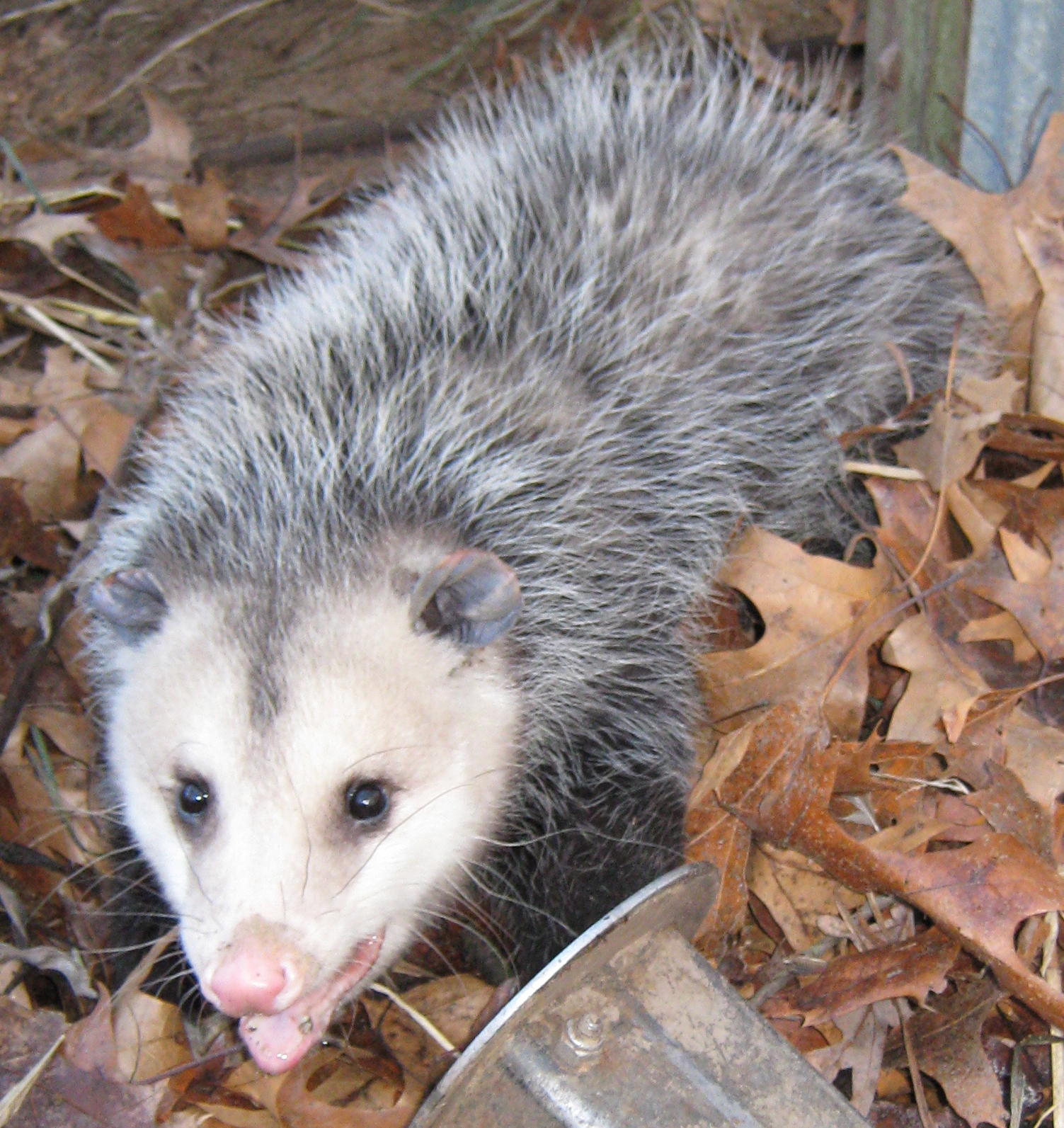 Mike's Outdoor World: POSSUMLY PLEASED