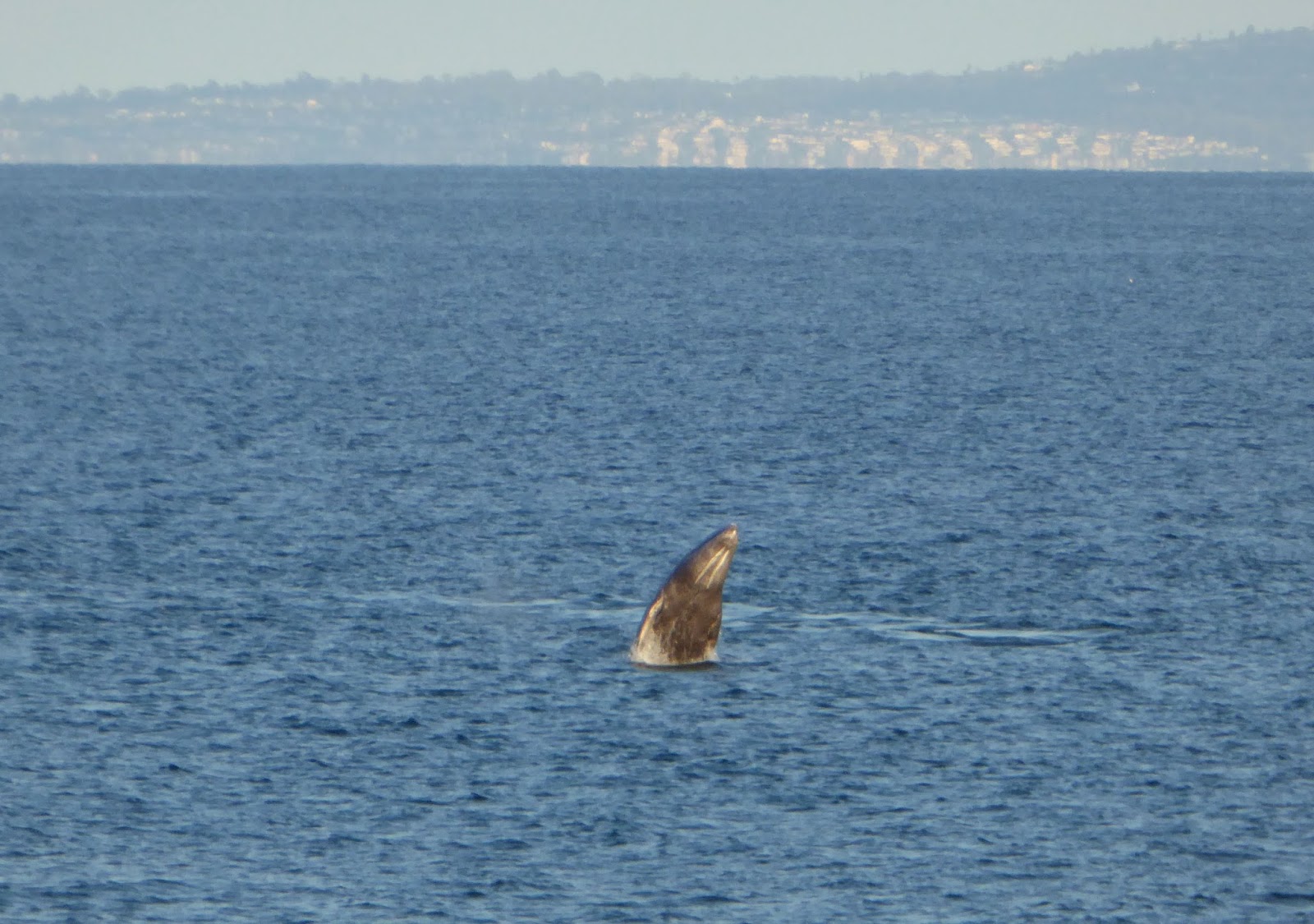 The Malibu Post: Flying Whales
