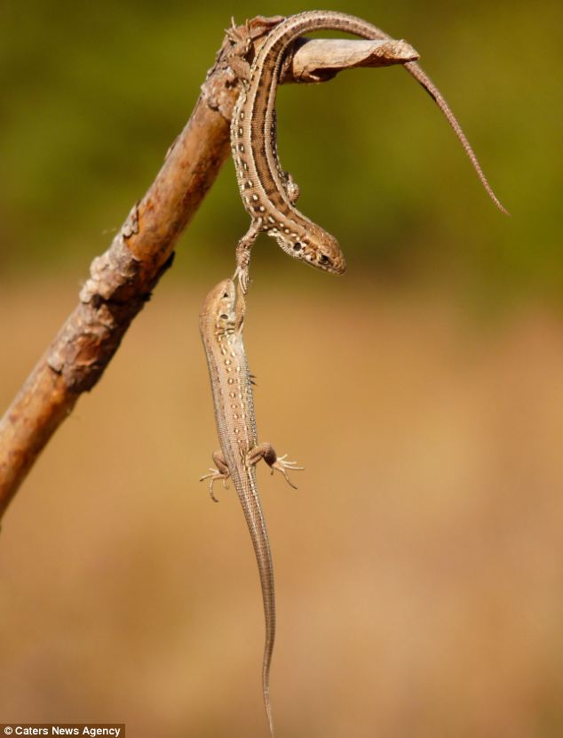 Amazing Animal: Lizard saves his falling friend | Amazing Creatures