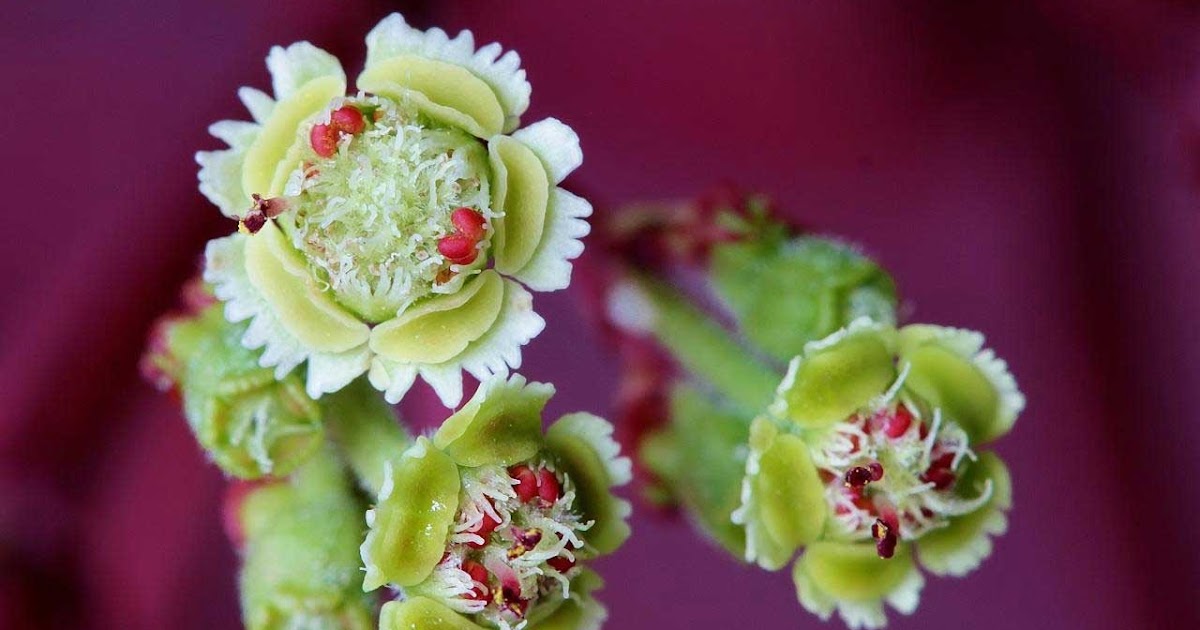 Medicinal Plants: Euphorbia cotinifolia, Sapo barbasco, Caribbean ...
