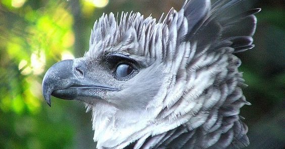 TYWKIWDBI ("Tai-Wiki-Widbee"): Harpy eagle