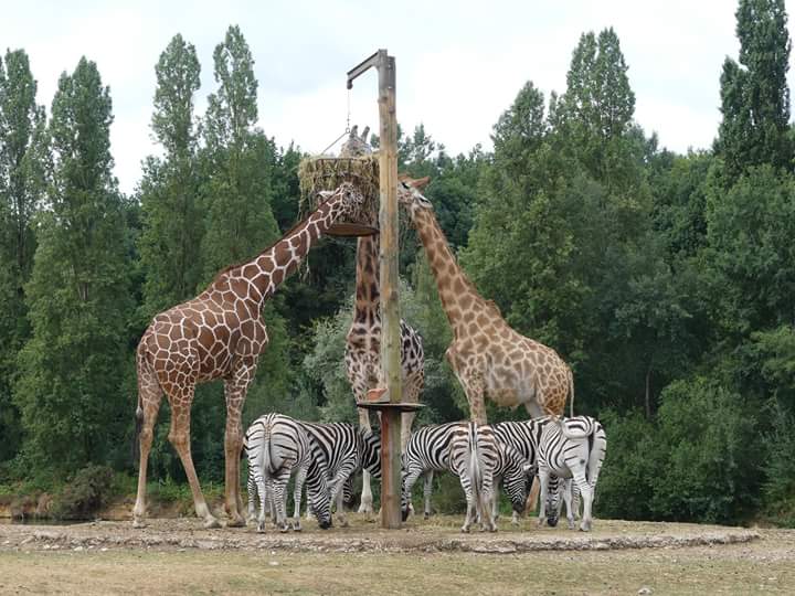 Lulu's : Visite du zoo de Thoiry