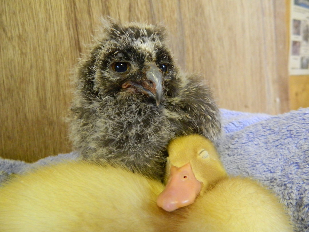 White Wolf : Baby Owl and Duckling become Best Friends! (Photos- Video)
