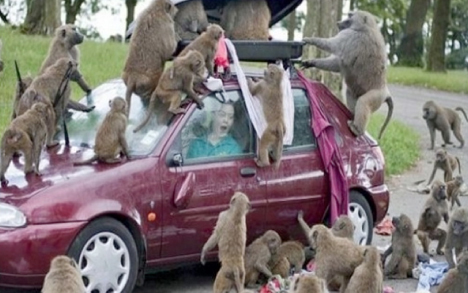 chippep: TRANSPORTATION ...