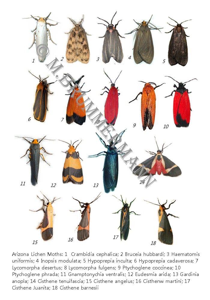 Arizona: Beetles, Bugs, Birds and more: Moth Tables: Arctiinae