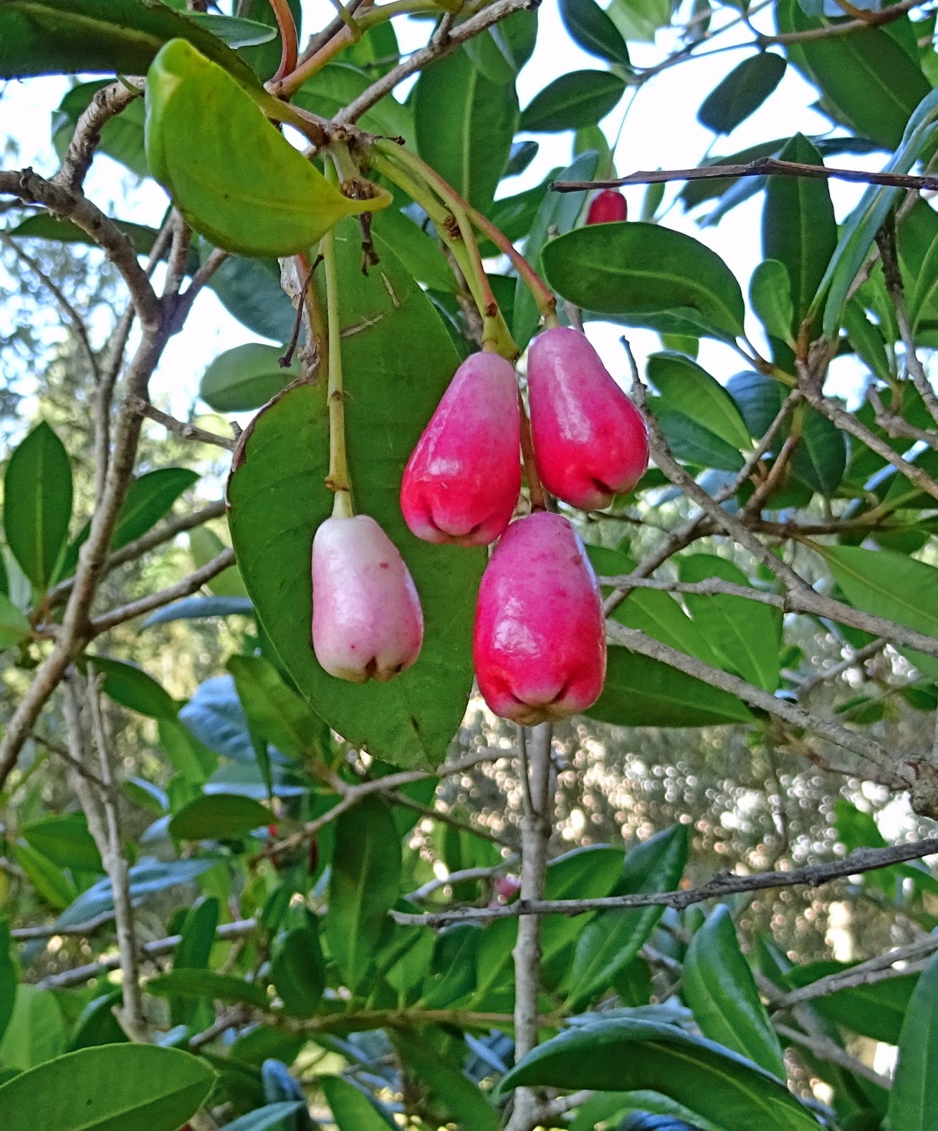 Shoalhaven Foodies: Lilli Pilli Jam