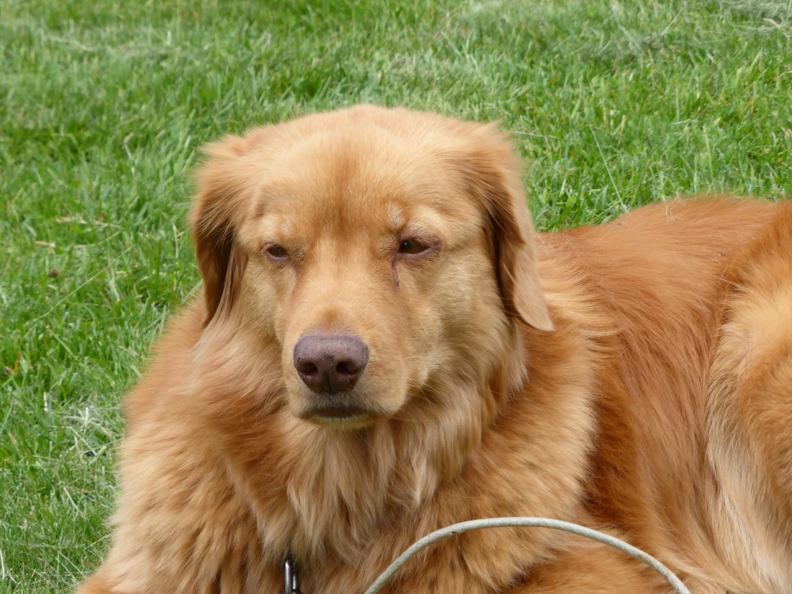 Tibbes Kreativa: Foto Hund/Tollare