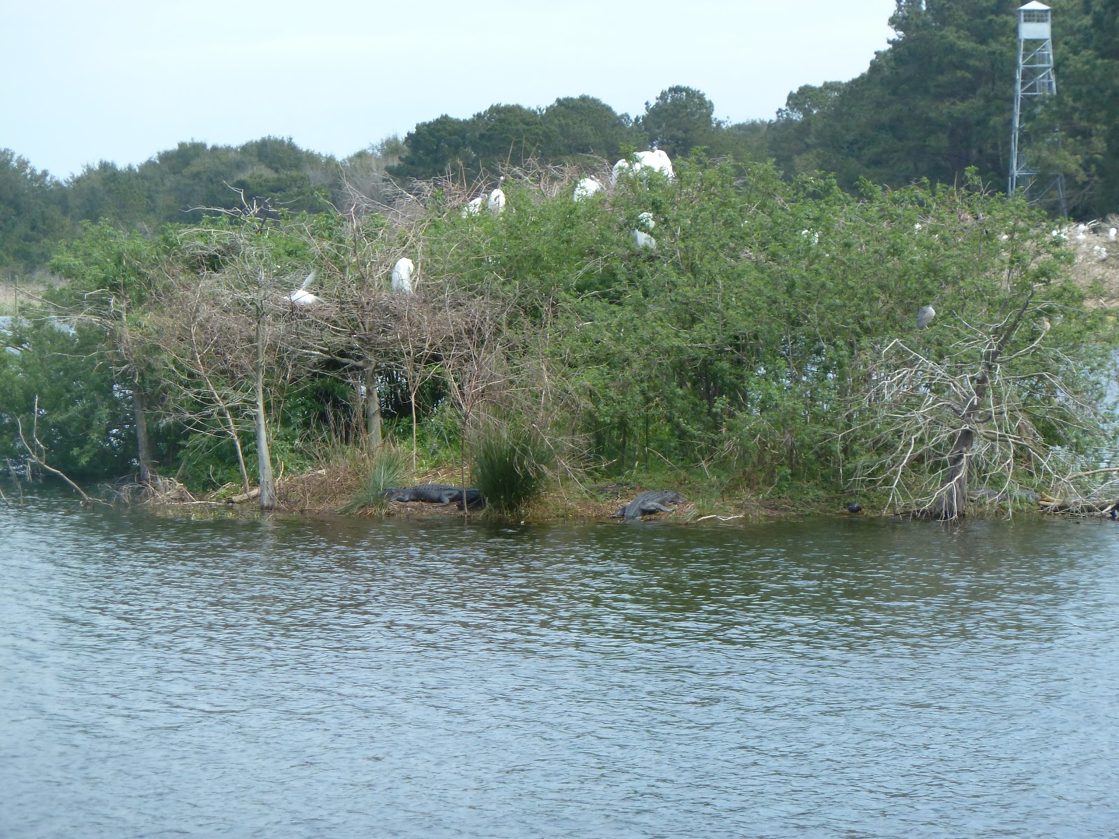The Wanderer: Harris Neck Wildlife Refuge