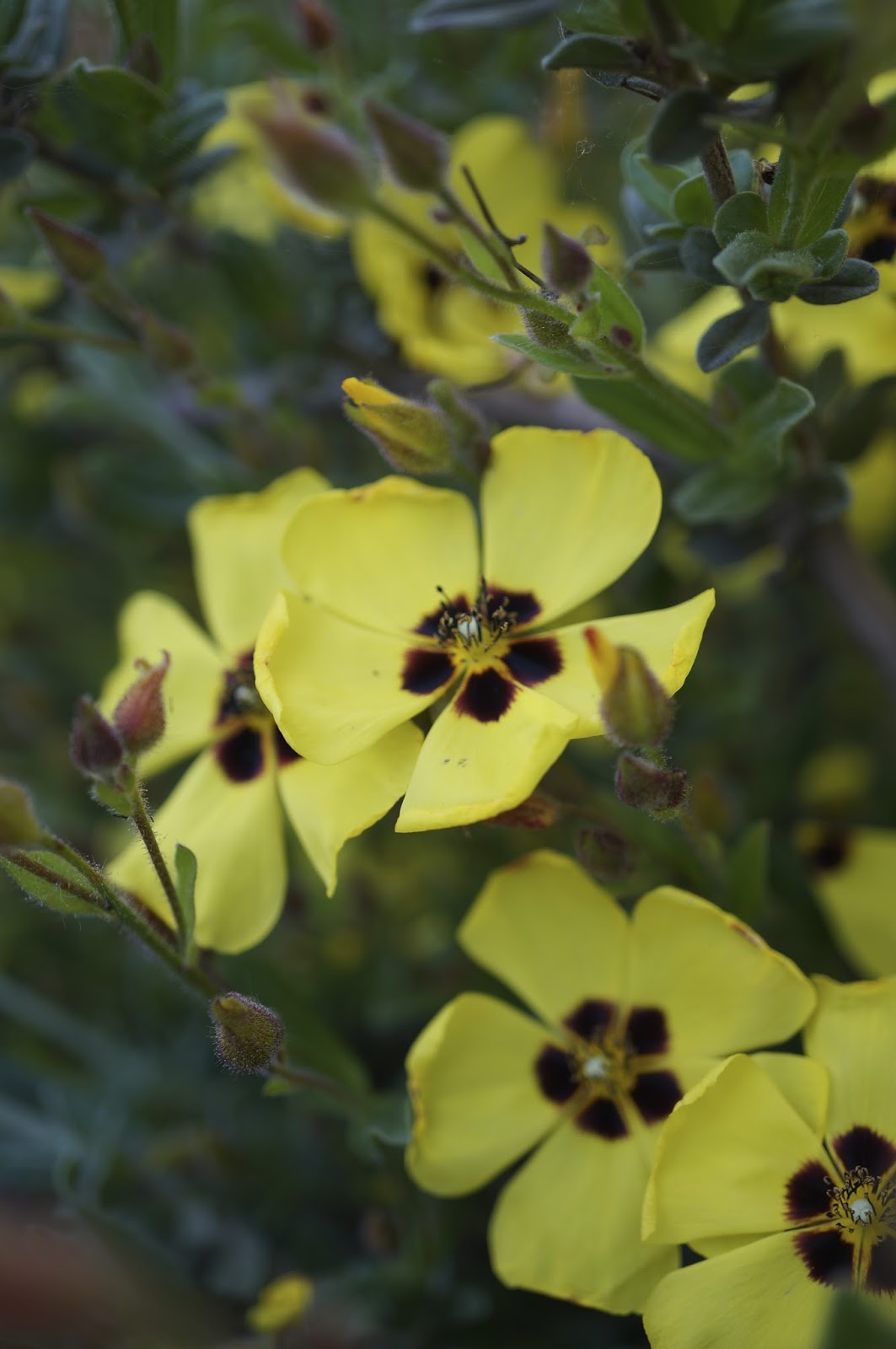 Whatsitgarden: The rock roses...