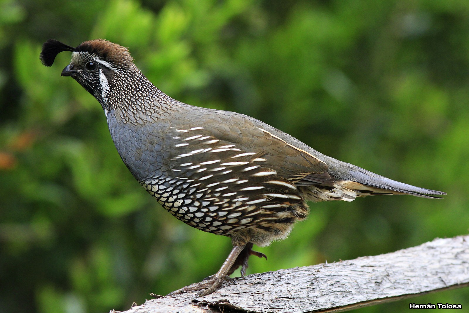 Patagonia: Familia de codornices