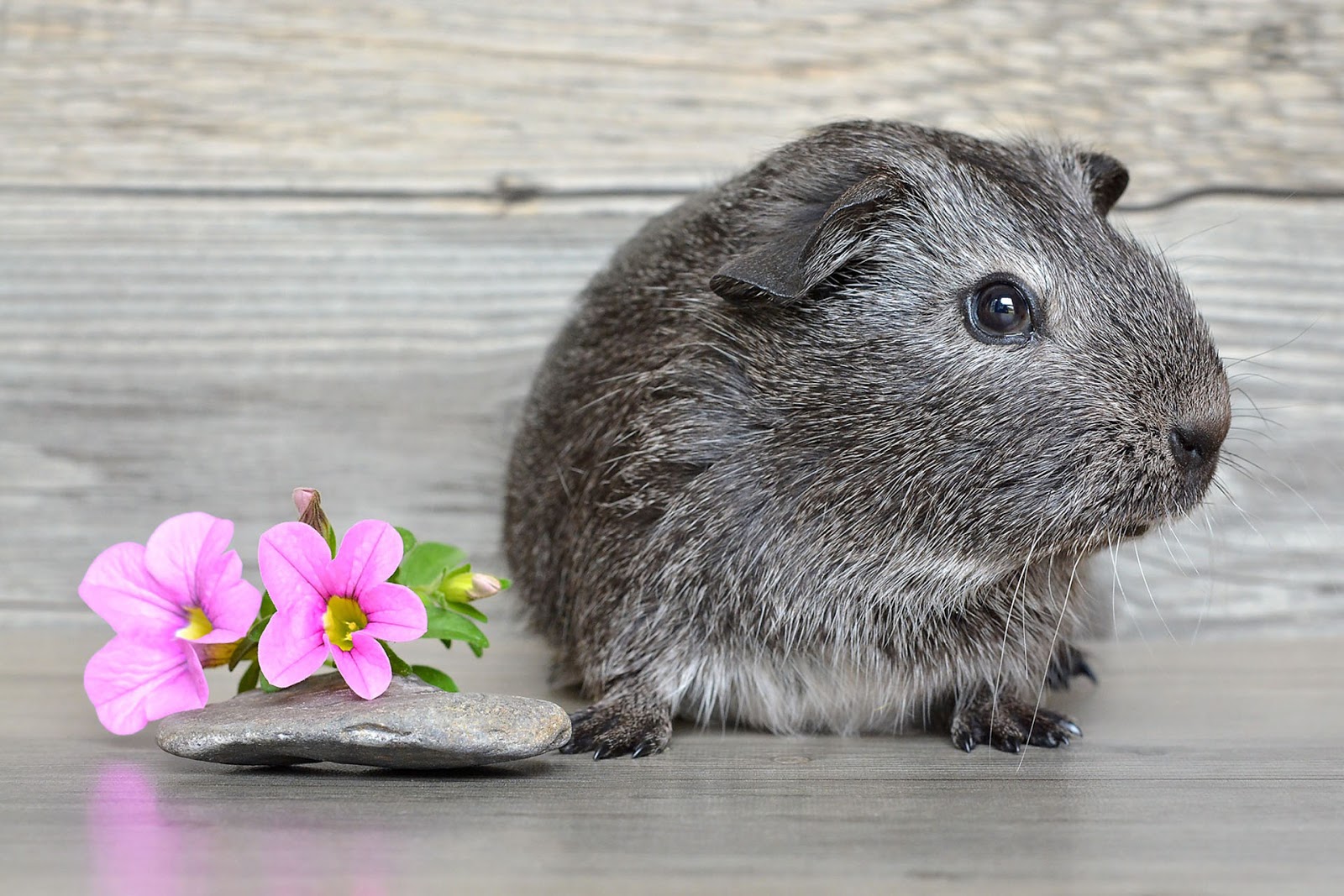 Mooie Cavia Achtergronden voor je Bureaublad – Caviapret.nl
