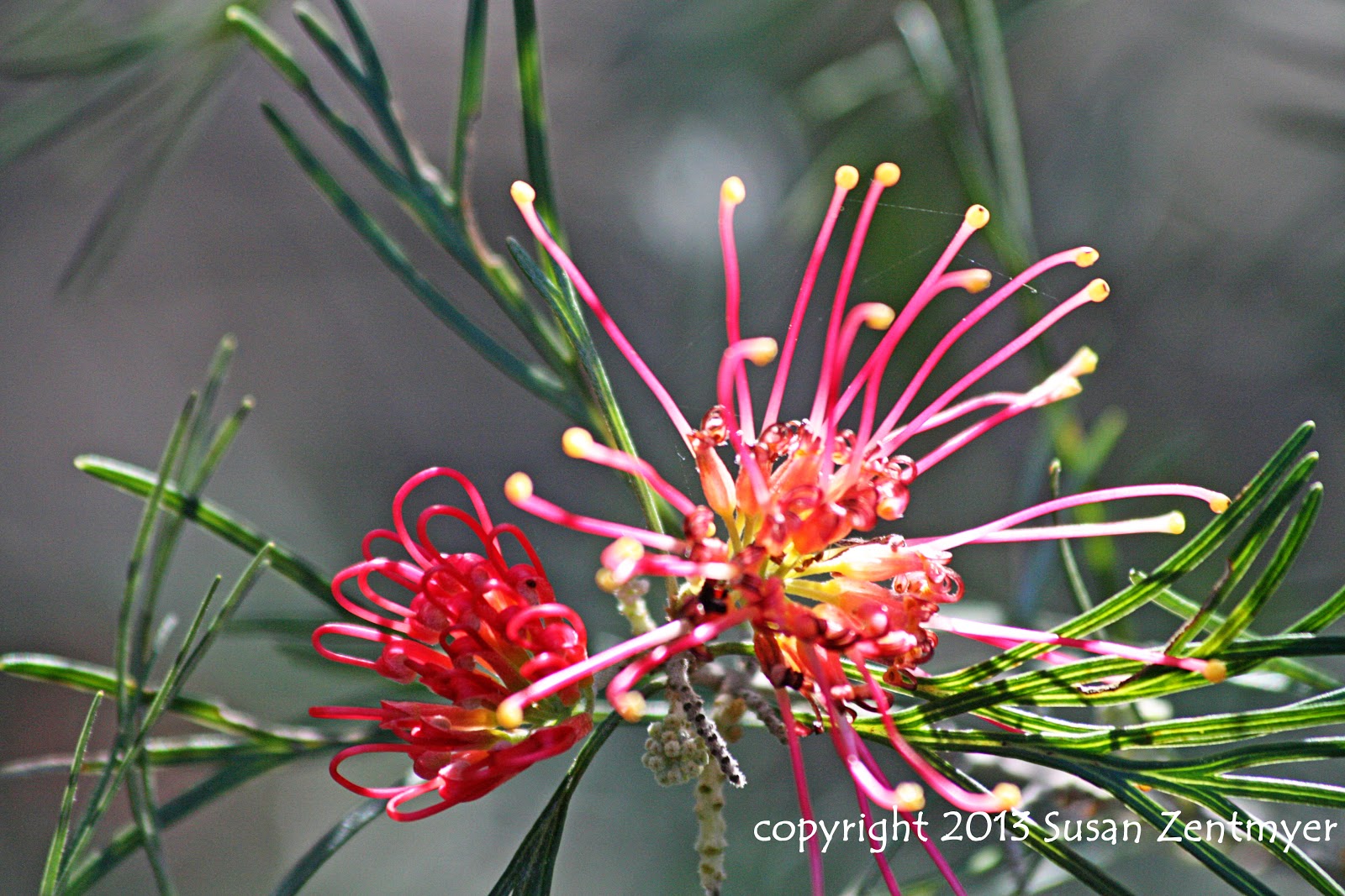 San Diego Daily Photo: Alien Flower?