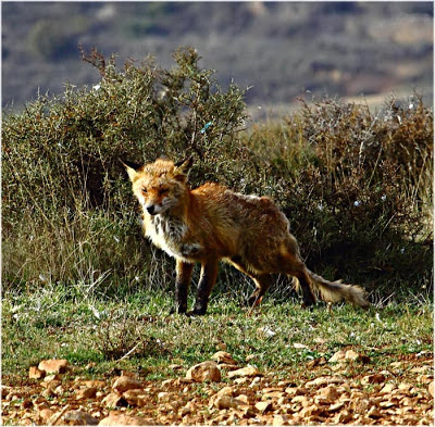 FOTO NATURA HUESCA 2: SARNA sarna en el zorro - escabiosis scabies ...