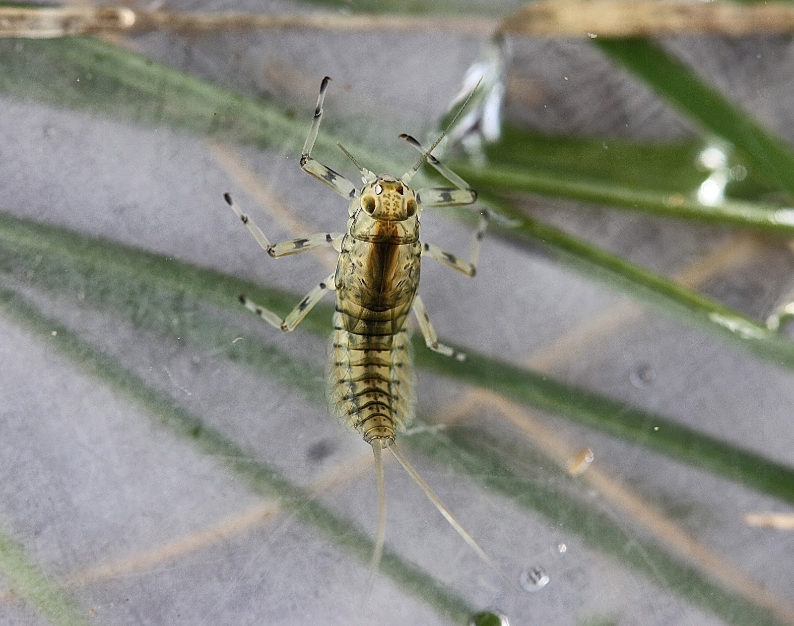 Aquatic Insects of Central Virginia: Winter Insects at the Lynch River