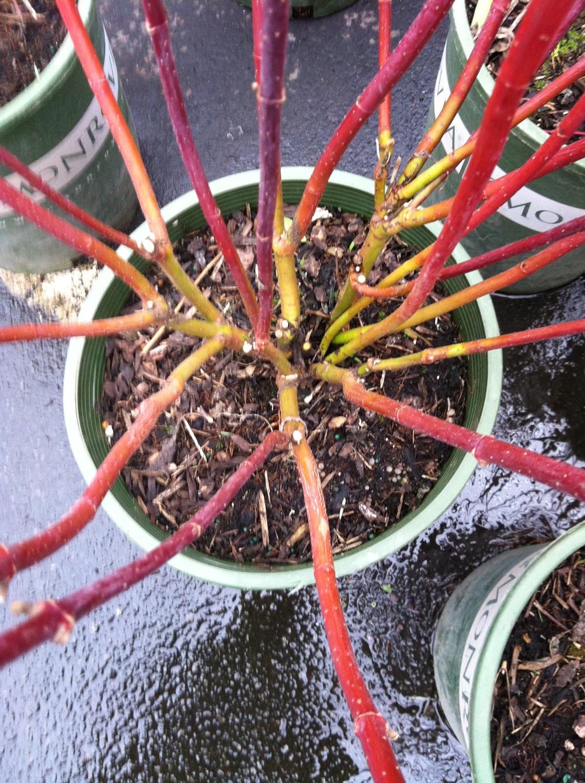 Crabapple LandscapExperts: Essential Cutbacks: Pruning Thinning Cuts ...