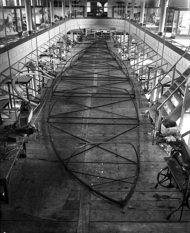 WHALES, CAMPS & TRAILS: The Sulphur Bottom Whale Model 1907