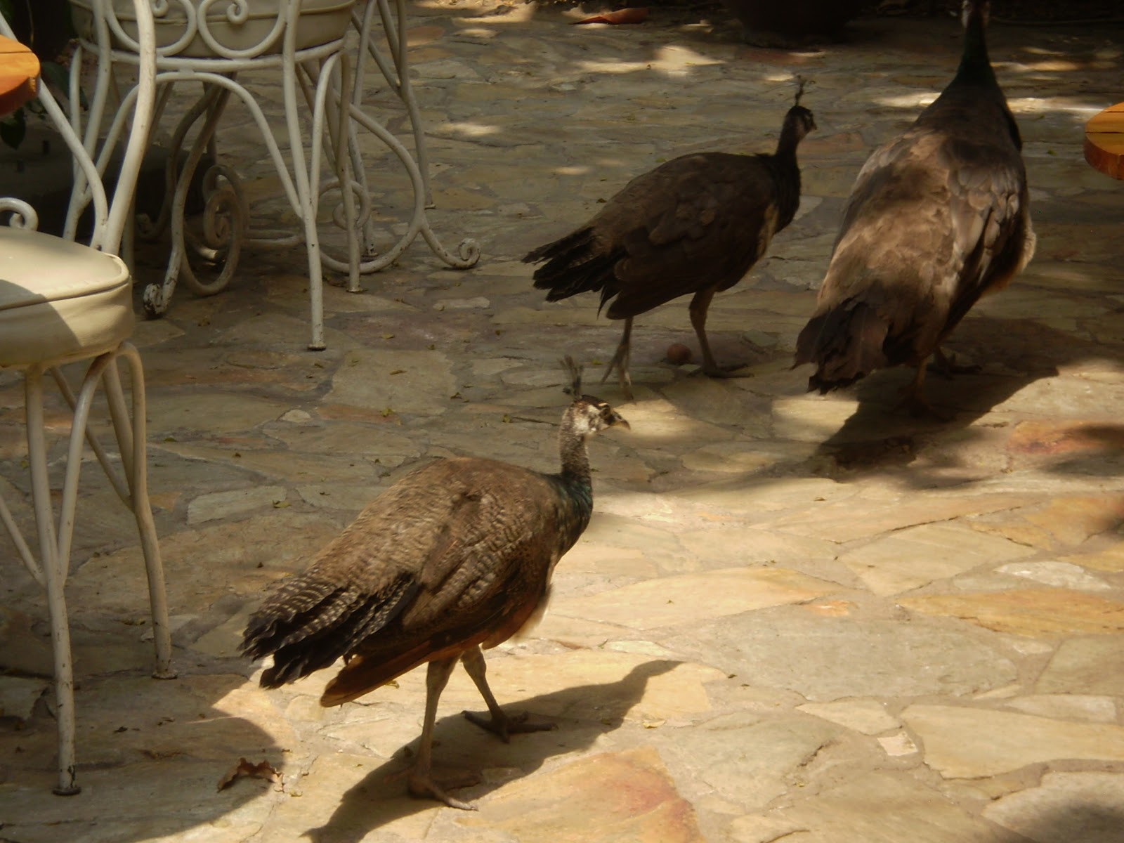 Ghana With The Wind: The Flora and Fauna of the Accra, West Africa Region