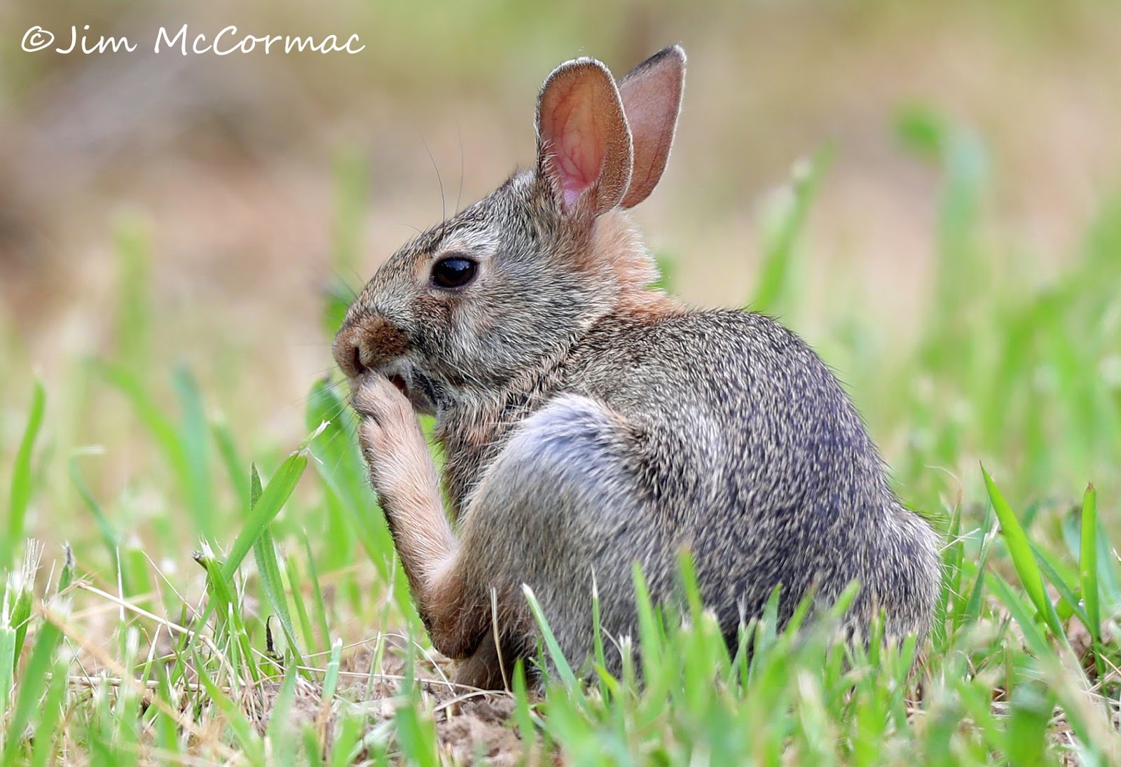 Ohio Birds and Biodiversity: Nature: Bunnies prolific breeders but have ...